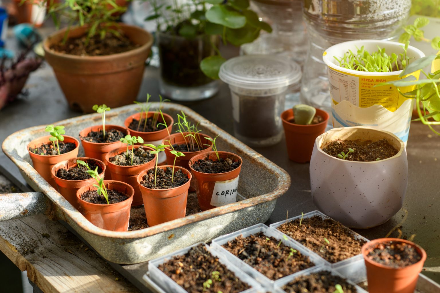 Gardening tips: Easy ideas for Gardens, Balconies and Small Spaces | whg
